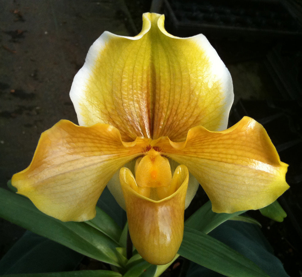 Paphiopedilum Hellas – Koopman Orchids